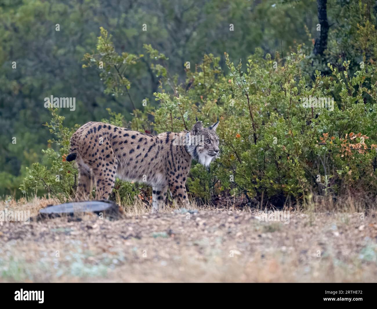 Radio collar hi-res stock photography and images - Alamy