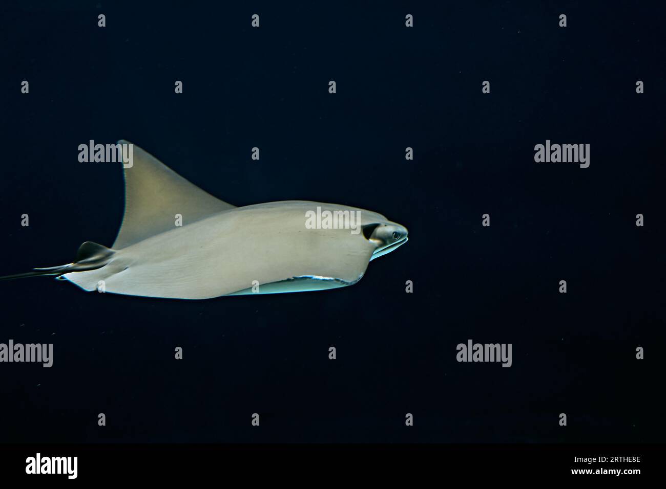 Close up the Stingray in Aquarium Stock Photo - Alamy