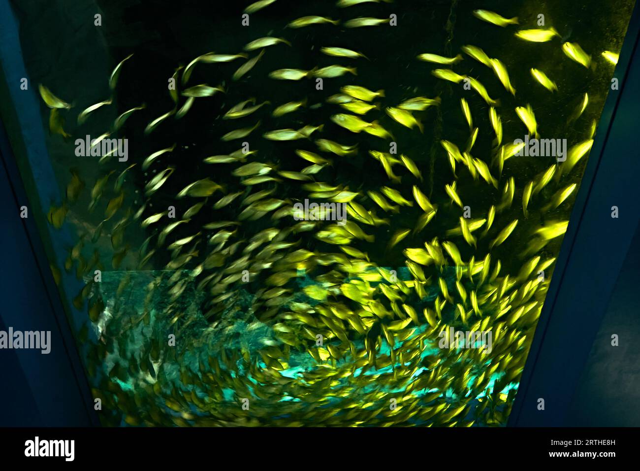 Deep blue reef from below hi-res stock photography and images - Alamy