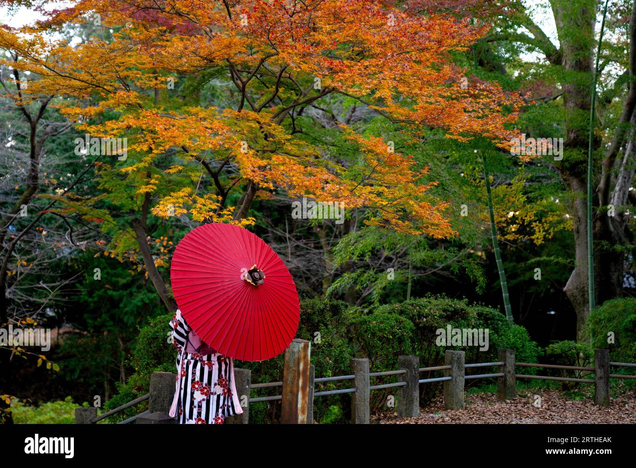 Woman Wearing kimono holding red umbrella stand under maple tree Stock ...