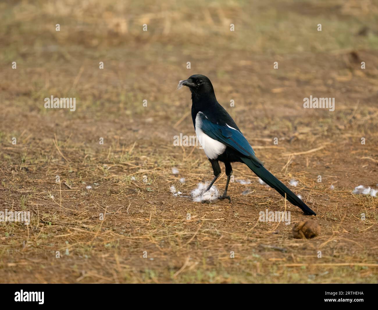 Magpie, Pica pica, single bird on ground, Spain, September 2023 Stock ...