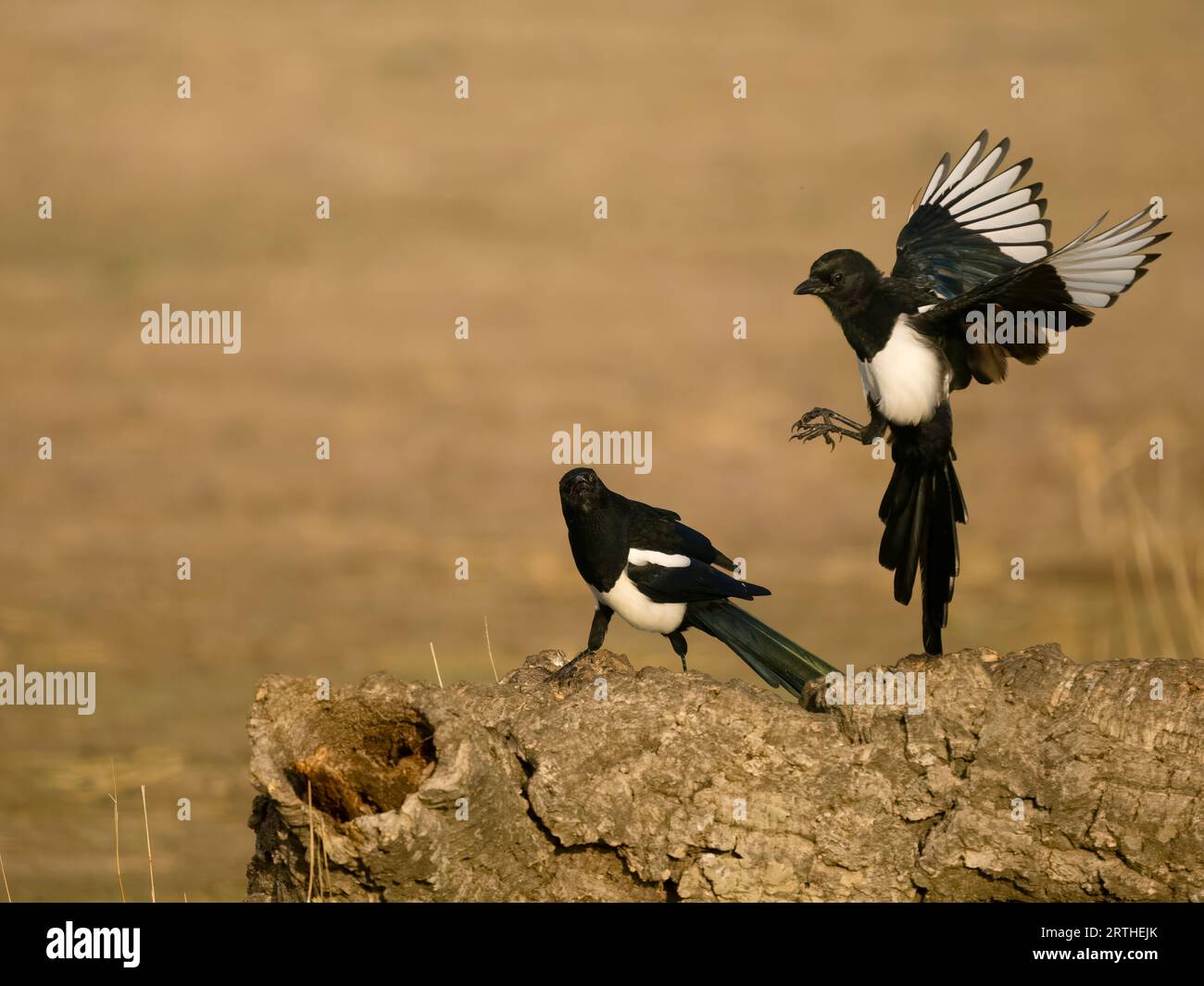 Magpie, Pica pica, two birds on log, Spain, September 2023 Stock Photo ...
