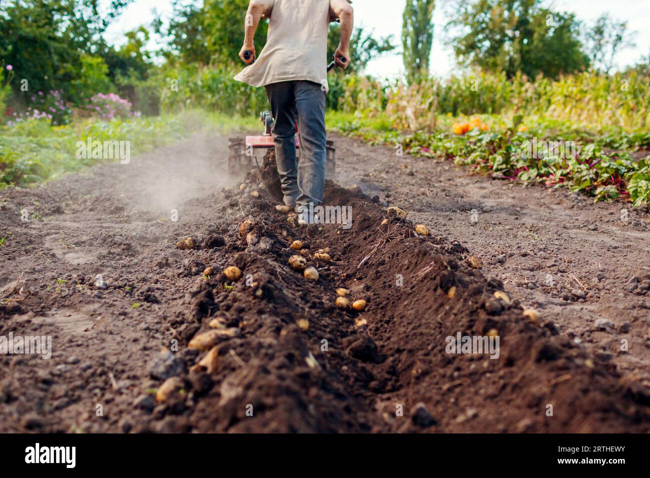 Farmer driving small tractor for soil cultivation and potato digging ...