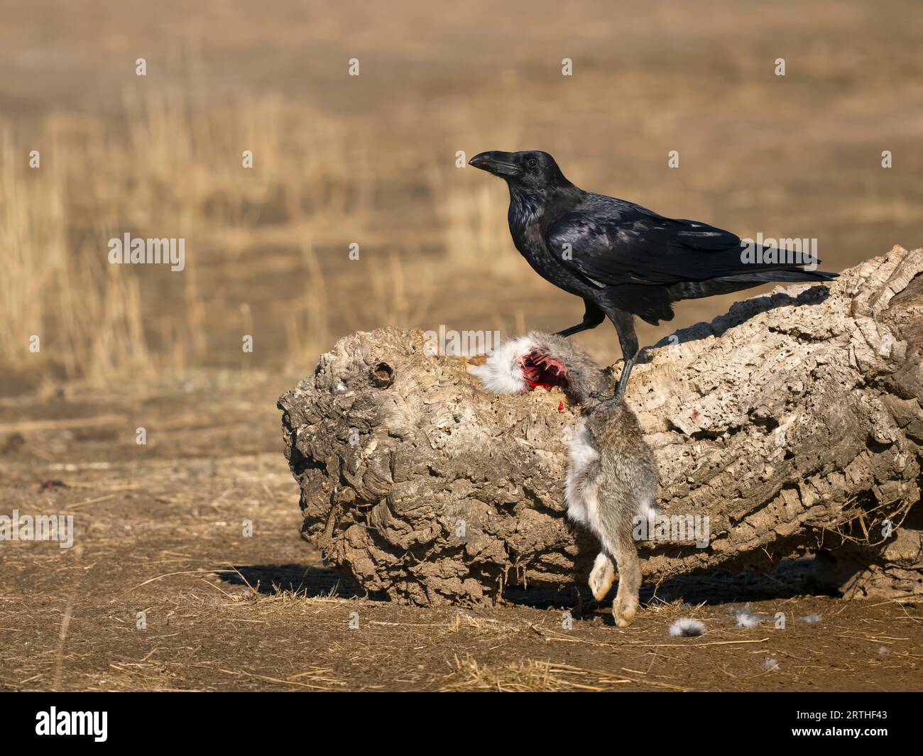 Rabbit log hi-res stock photography and images - Alamy