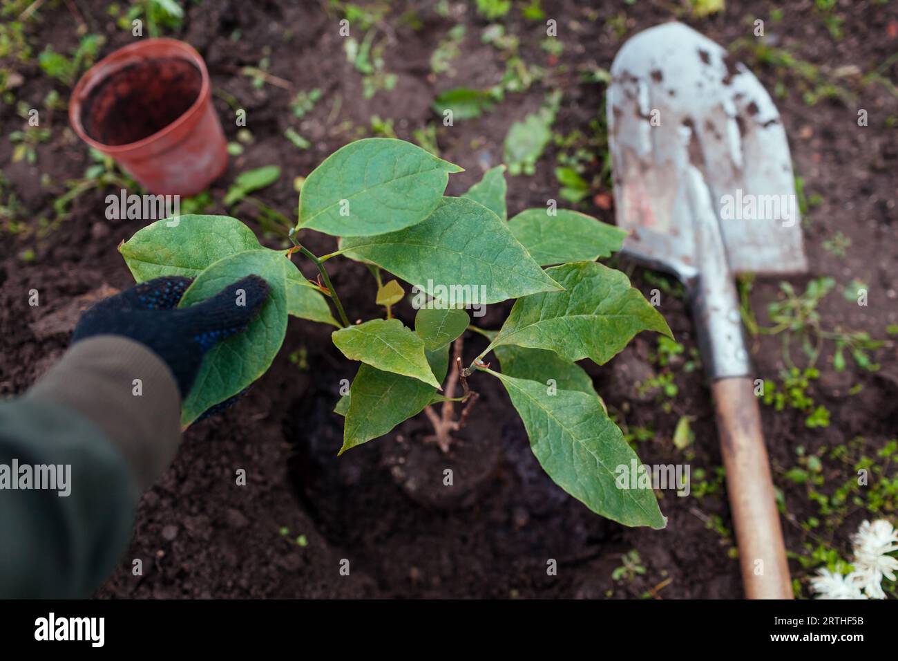 Transplanting tree hi-res stock photography and images - Alamy