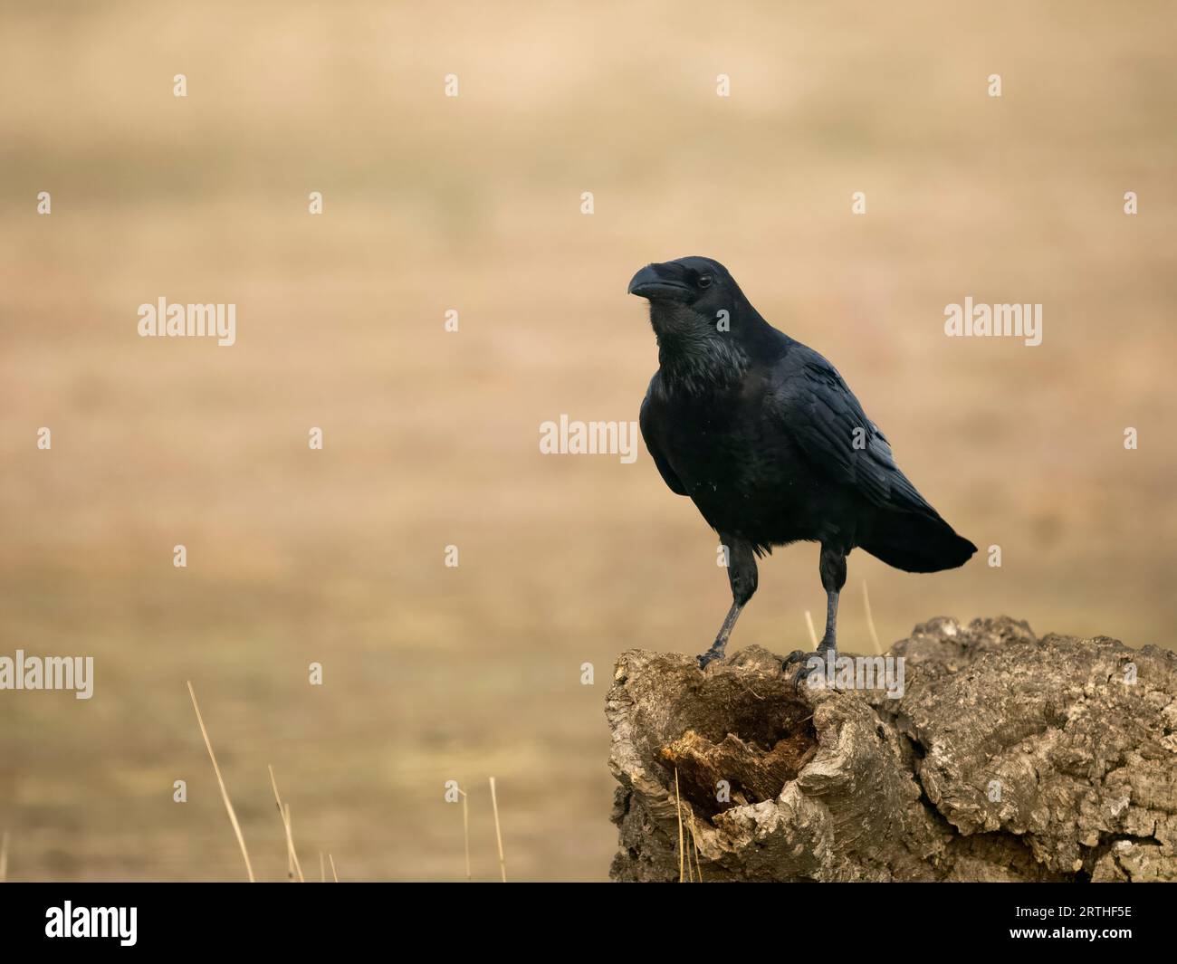 Raven on log hi-res stock photography and images - Alamy