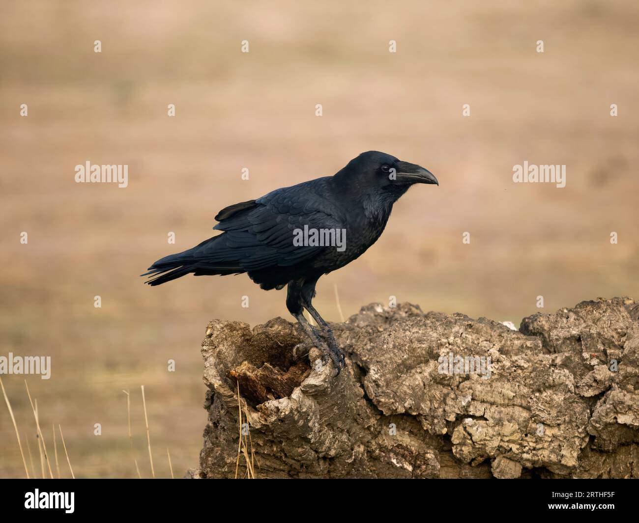 Raven on log hi-res stock photography and images - Alamy