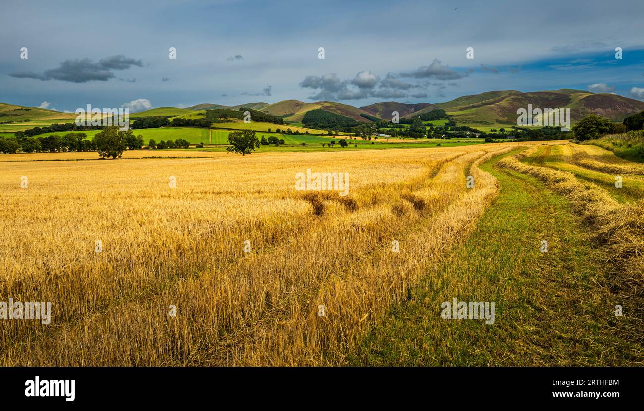 Wheat crop ready for harvesting in the Scottish Borders Stock Photo - Alamy