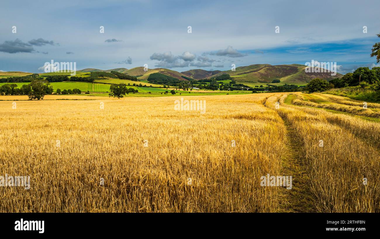 Wheat crop ready for harvesting in the Scottish Borders Stock Photo - Alamy