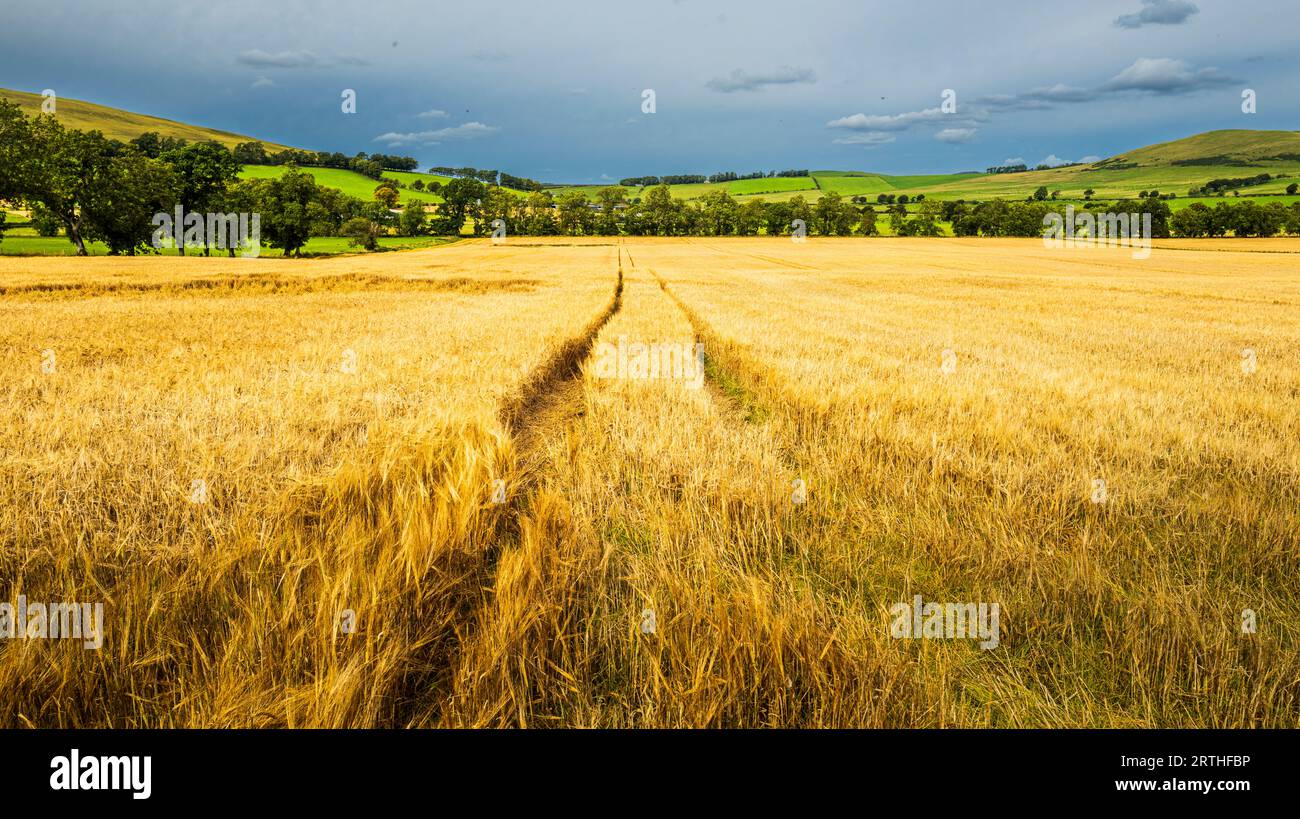 Wheat crop ready for harvesting in the Scottish Borders Stock Photo - Alamy