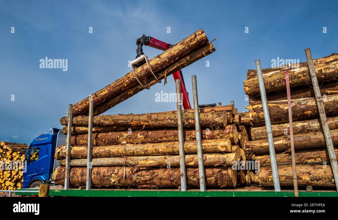 Loading timber logs onto a trailer in South Lanarkshire, Scotland Stock ...