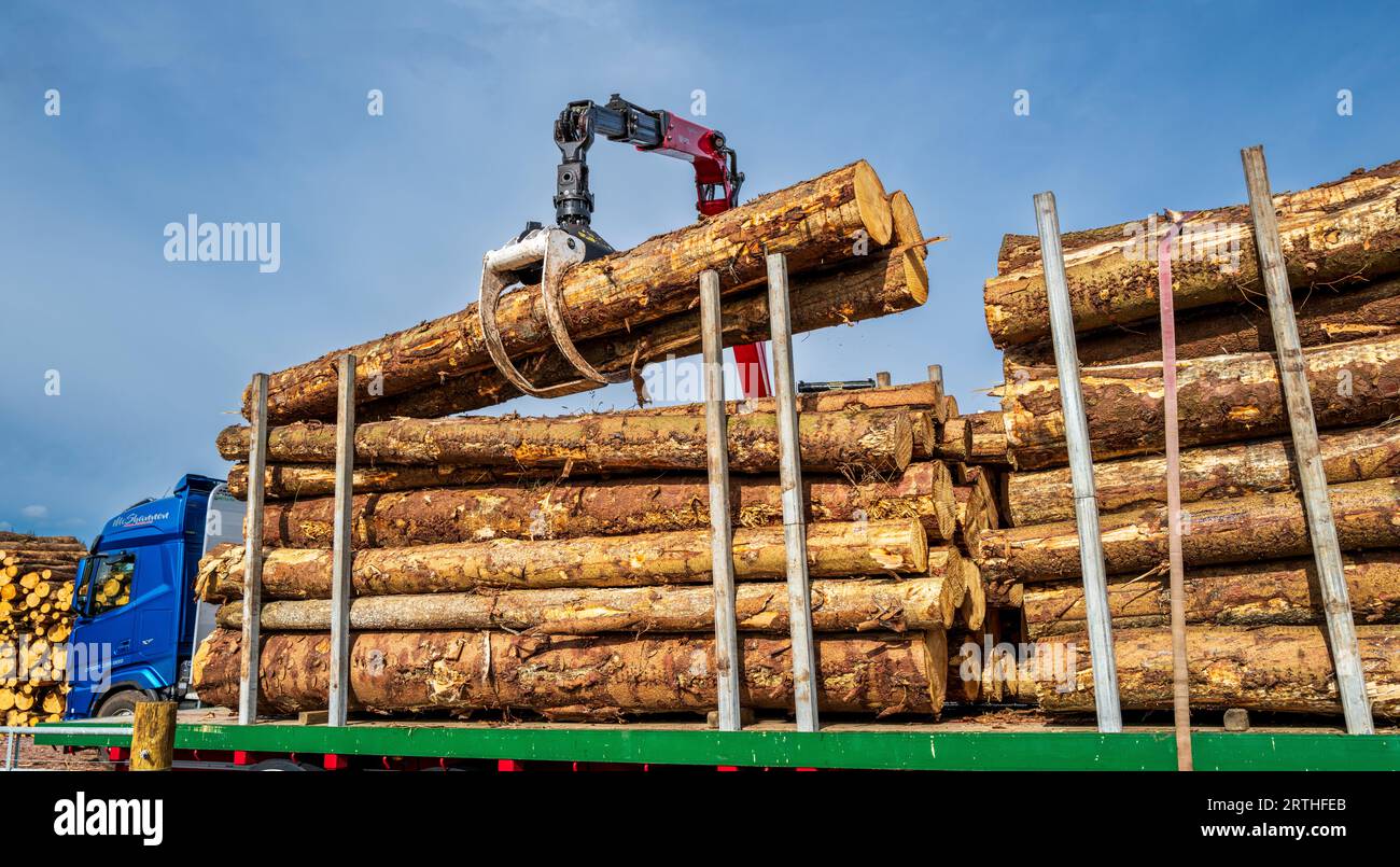 Loading timber logs onto a trailer in South Lanarkshire, Scotland Stock ...