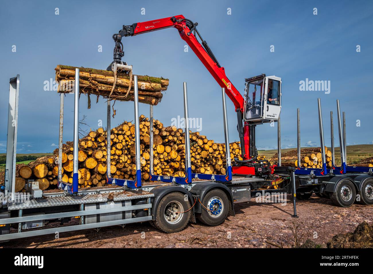 Loading timber logs onto a trailer in South Lanarkshire, Scotland Stock ...