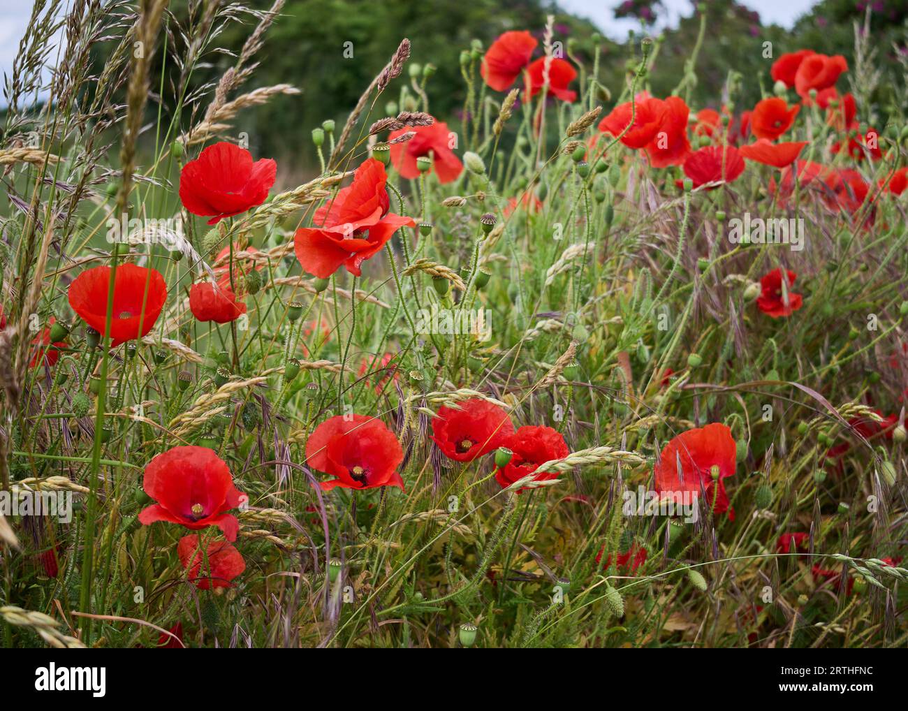 Poppies flowering in the hedgerow near Padstow in Cornwall Stock Photo ...
