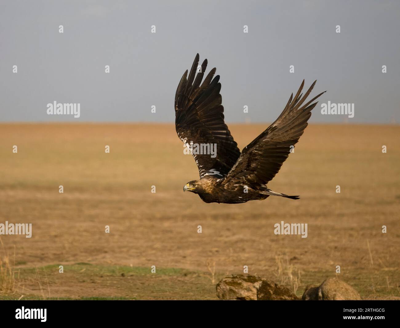 Spanish imperial eagle, Aquila adalberti, single bird in flight, Spain ...