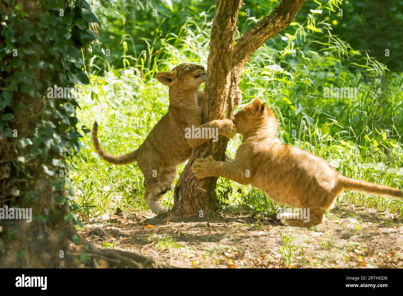 Lion cubs sitting together hi-res stock photography and images - Alamy