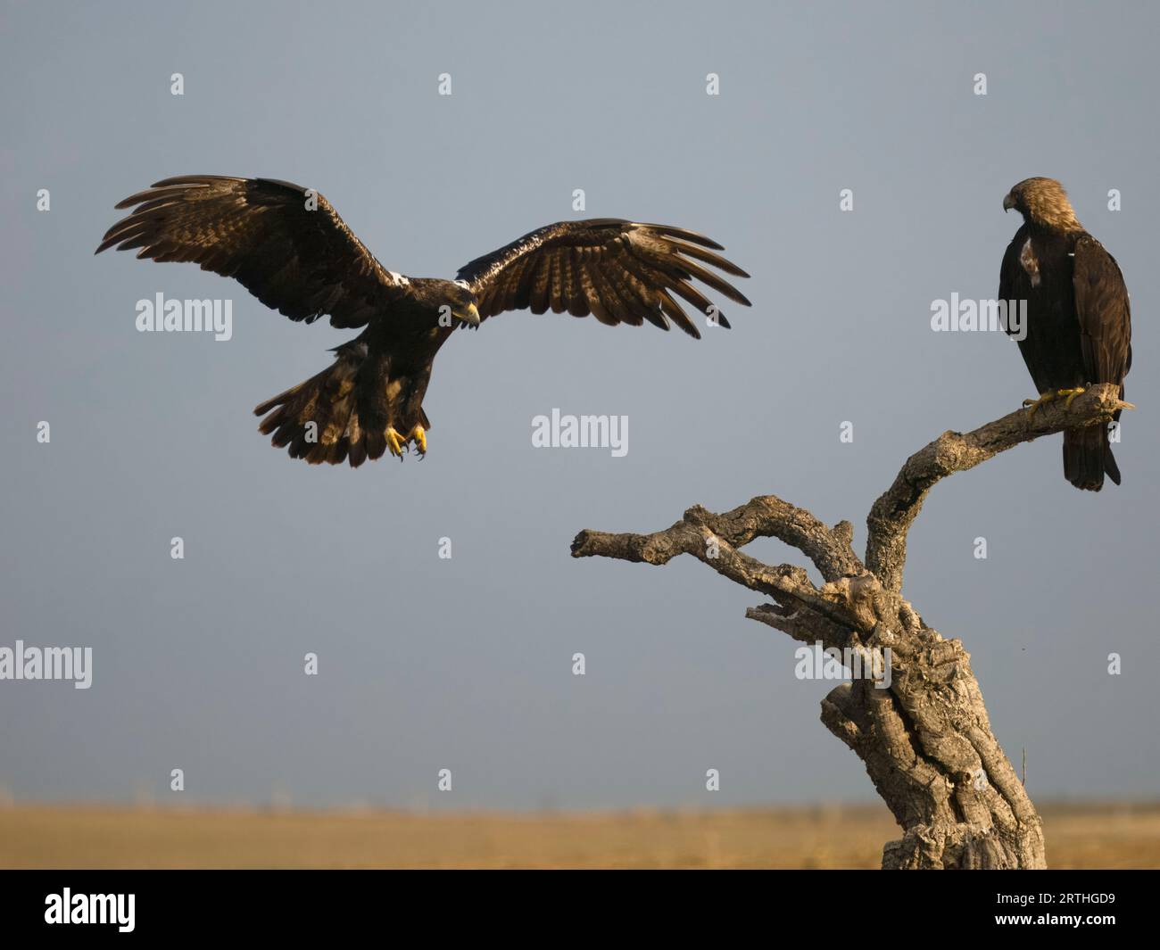 Spanish imperial eagle, Aquila adalberti, two birds in tree, Spain ...