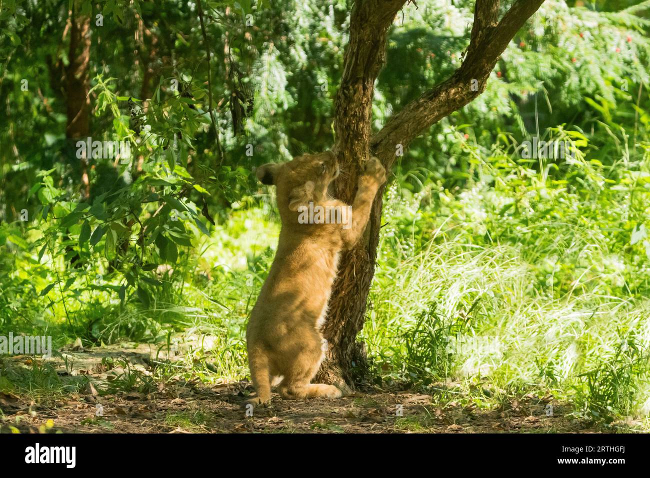 Lion cubs climbing tree hi-res stock photography and images - Alamy