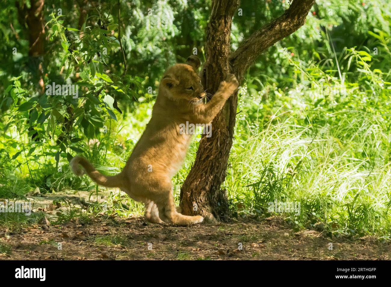 Lion (Panthera leo) One Cub climbing a Tree Stock Photo - Alamy