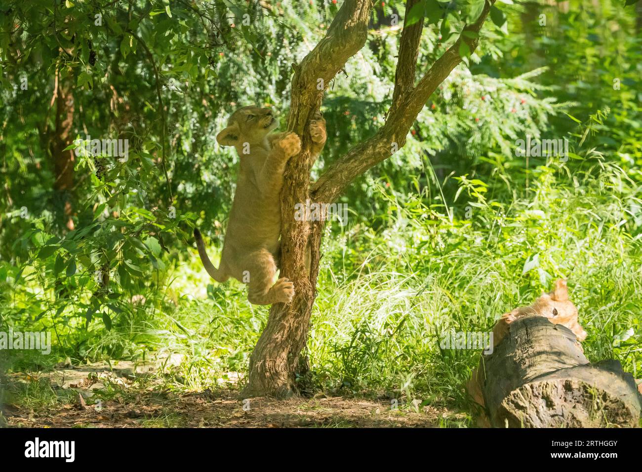 Lion (Panthera leo) One Cub climbing a Tree, One Cub behind a Log Stock ...