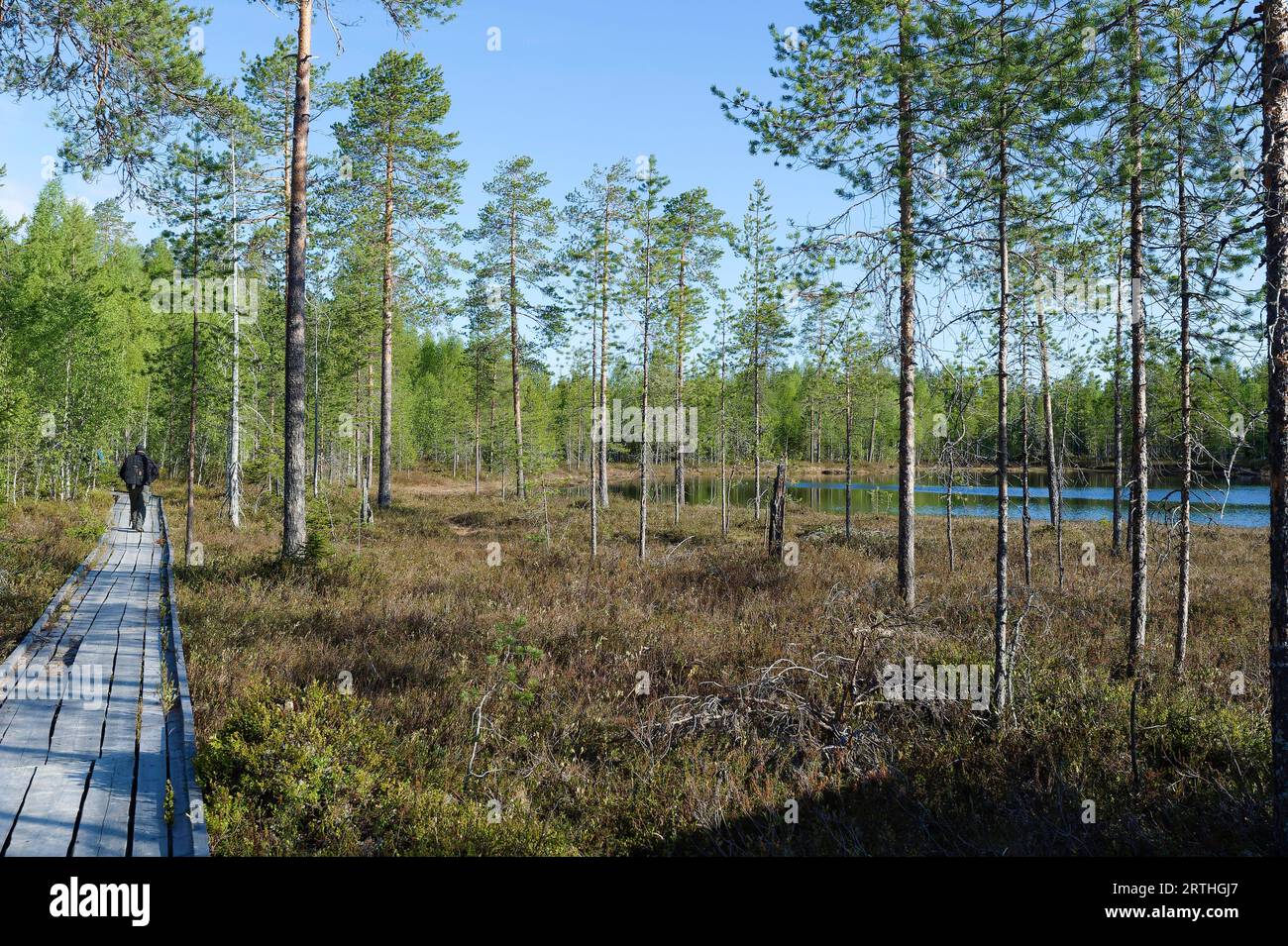Path for the Hide for bear photography in Finnish taiga forest Stock ...