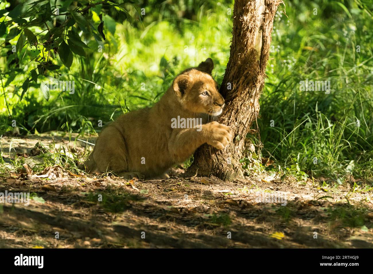 Lion (Panthera leo) One Cub climbing a Tree Stock Photo - Alamy