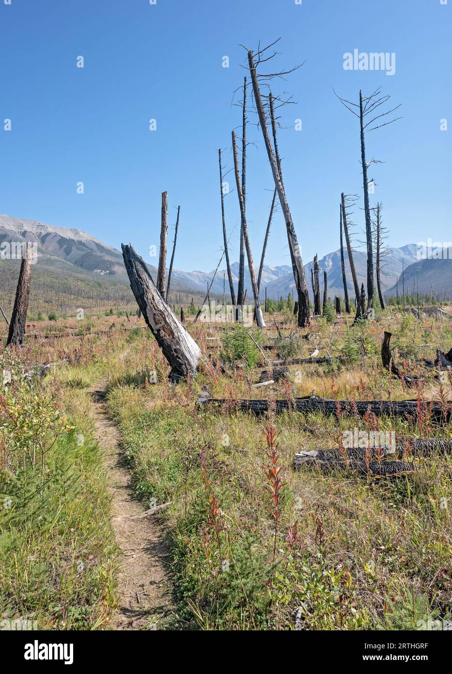 Snag, canada hi-res stock photography and images - Alamy