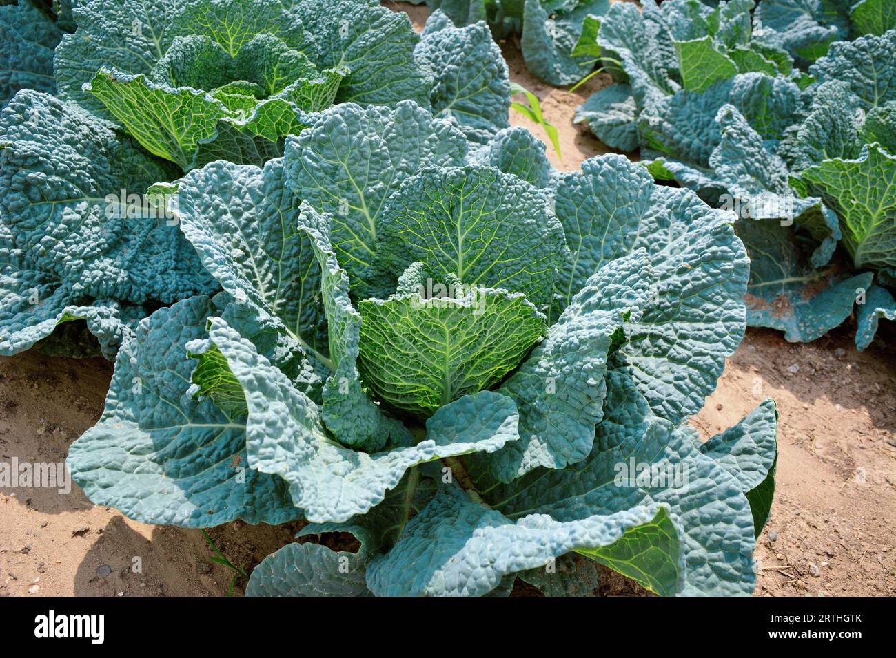 Milan cabbage hi-res stock photography and images - Alamy