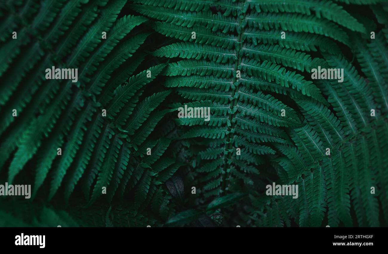 Fern flowers wild hi-res stock photography and images - Alamy