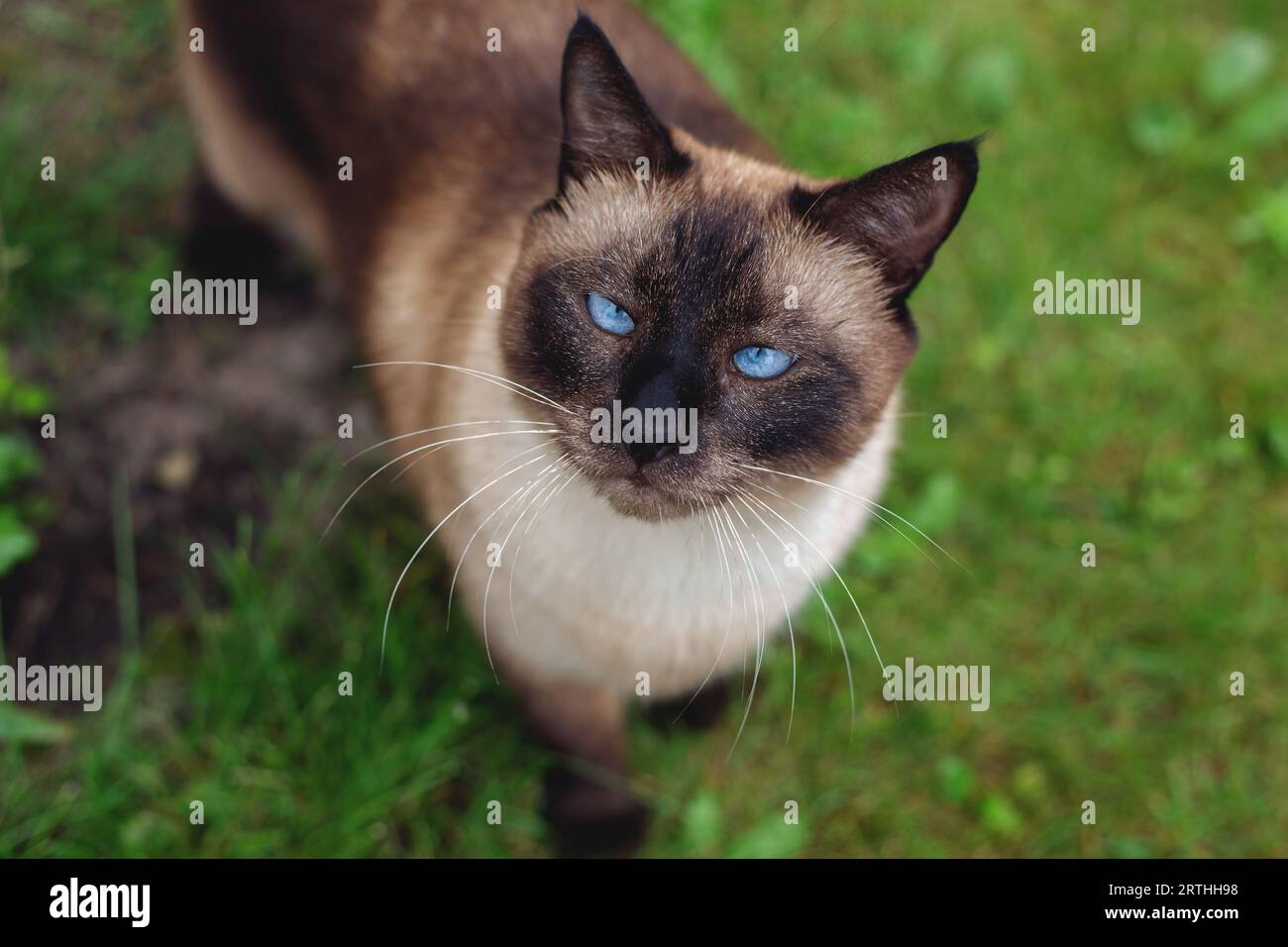 Purebred siamese cat hi-res stock photography and images - Alamy