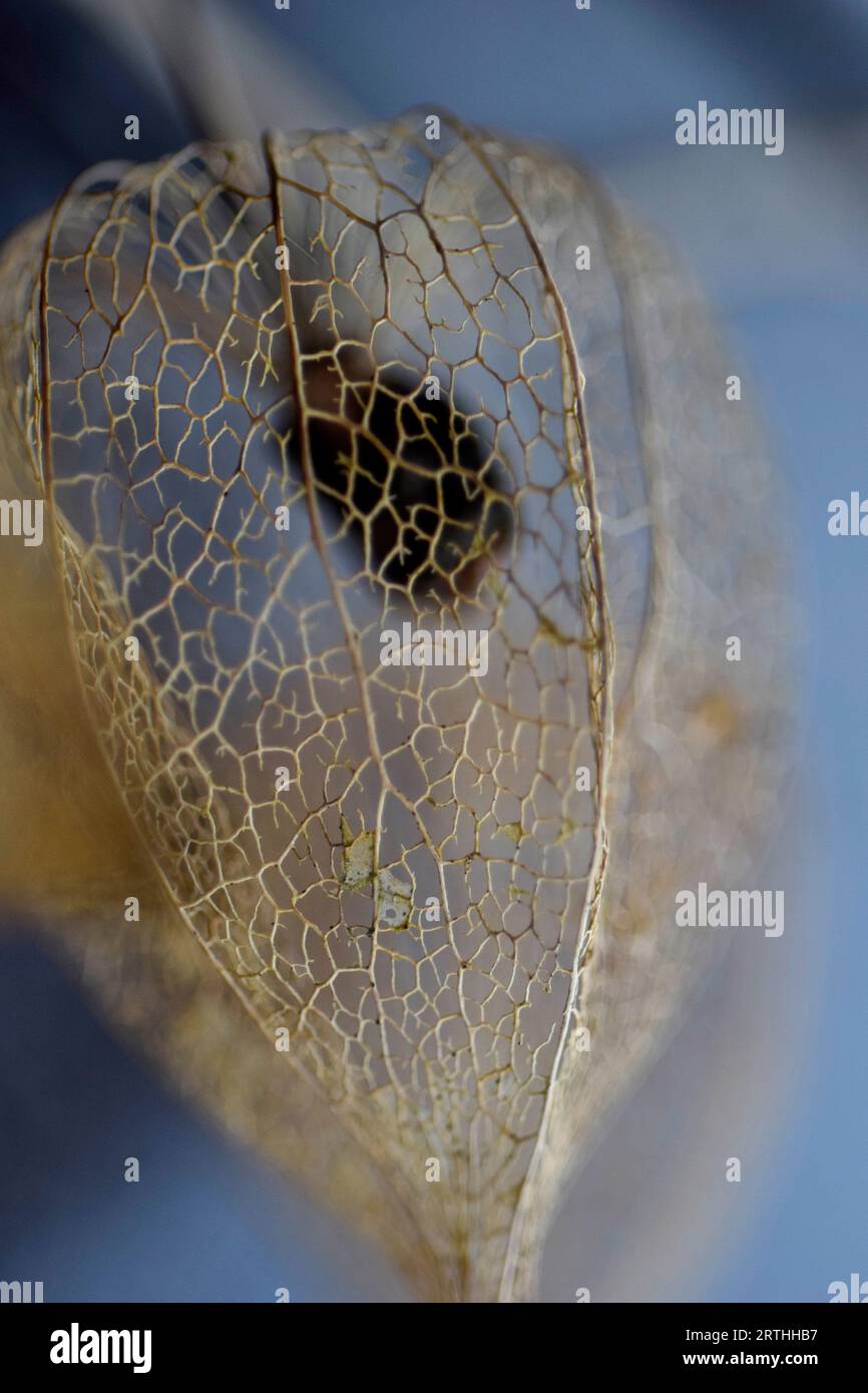 Skeleton seed pods hi-res stock photography and images - Alamy