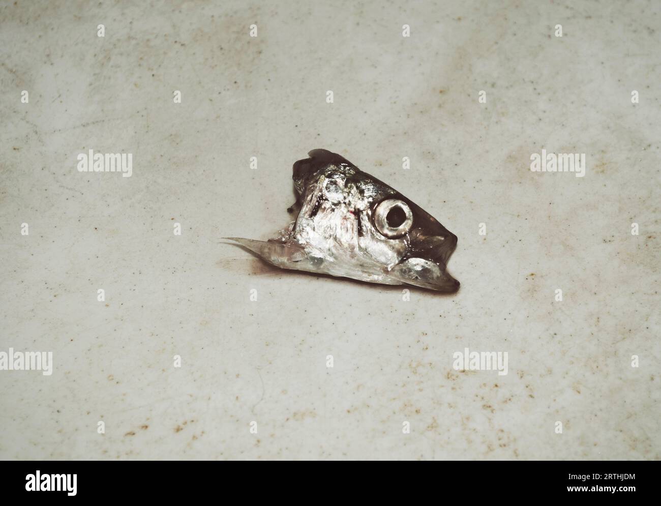 raw fish head of a pilchard Stock Photo - Alamy