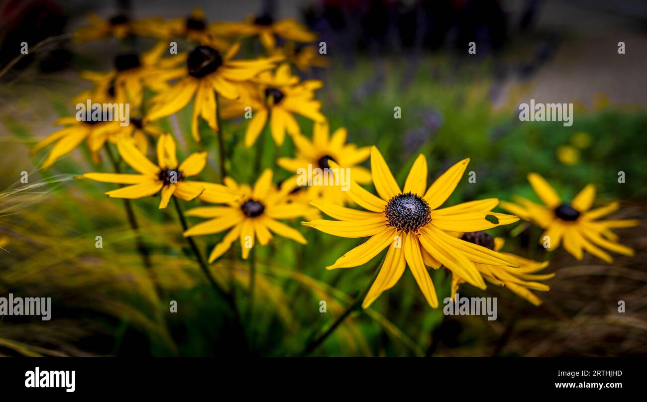 Large, golden-yellow, daisy-like flowers Stock Photo - Alamy