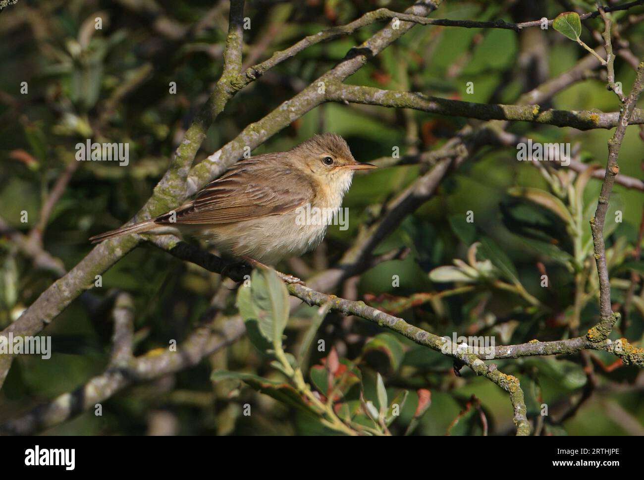 Marsh Warbler (Acrocephalus palustris) adult male in sallow bush Eccles ...