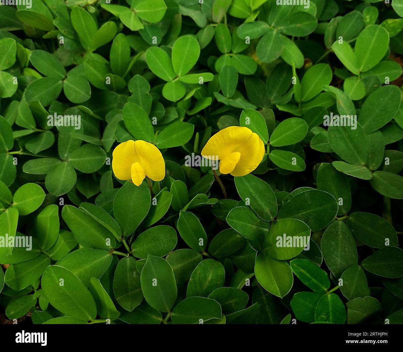 Peanut grass or Arachis repens is an herbaceous herb, native to Brazil ...