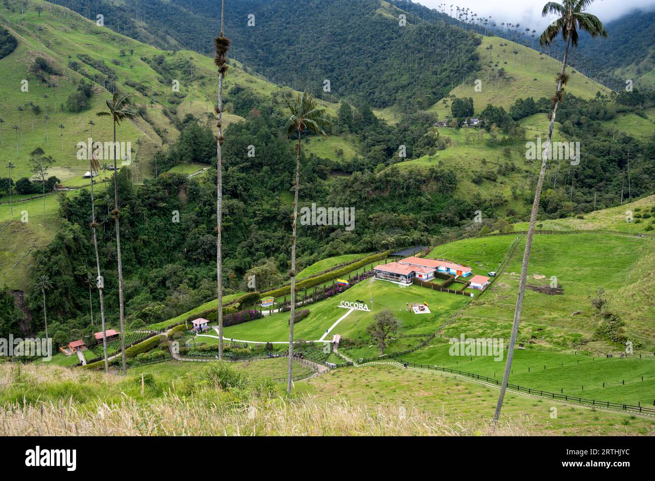Overview of a coffee farm plantation in the Coffee Triangle region of ...