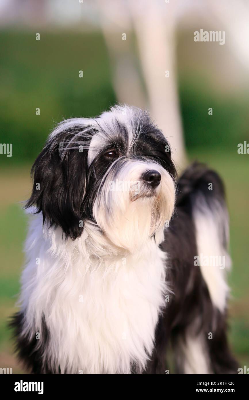 Tibetian terrier conformation dog show pose portraits Stock Photo - Alamy