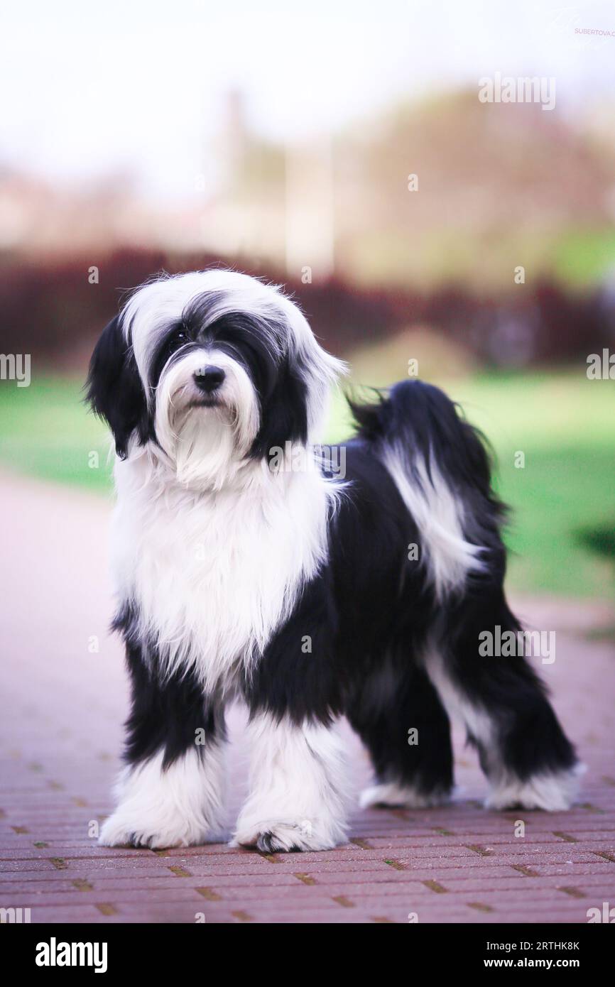 Tibetian terrier conformation dog show pose portraits Stock Photo - Alamy