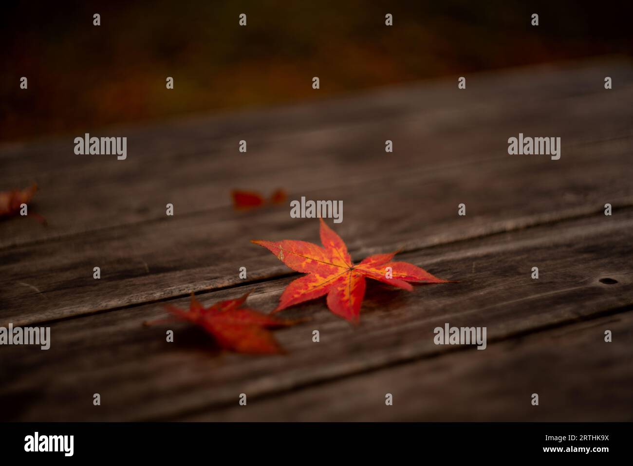 Leaf turn hi-res stock photography and images - Alamy