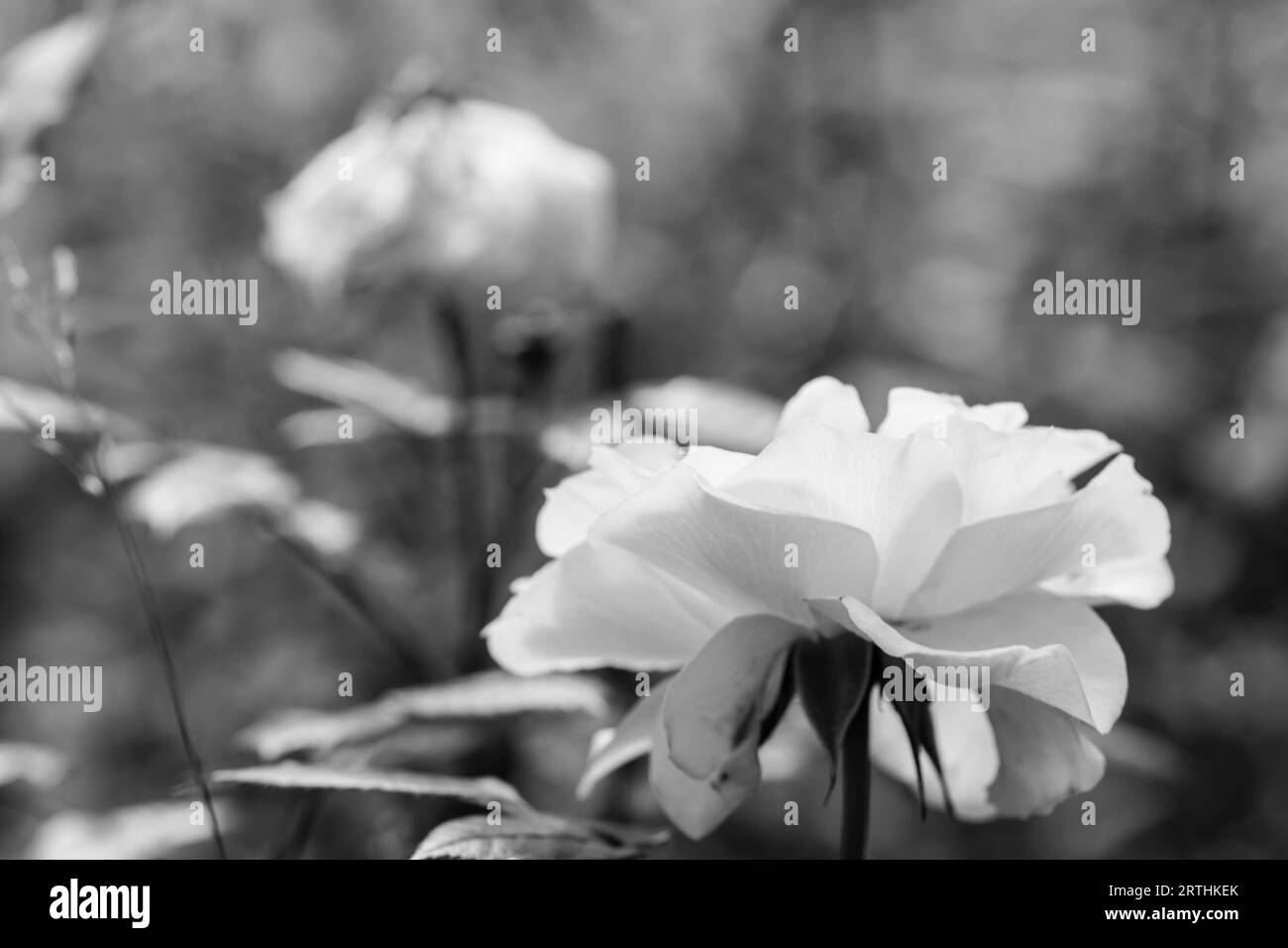 White rose in an abstract picture, white rose in an abstract picture ...