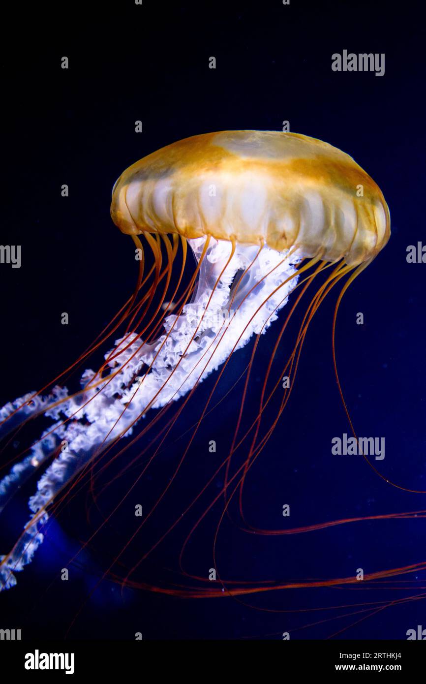 Pacific Sea Nettle Jellyfish Finding Nemo