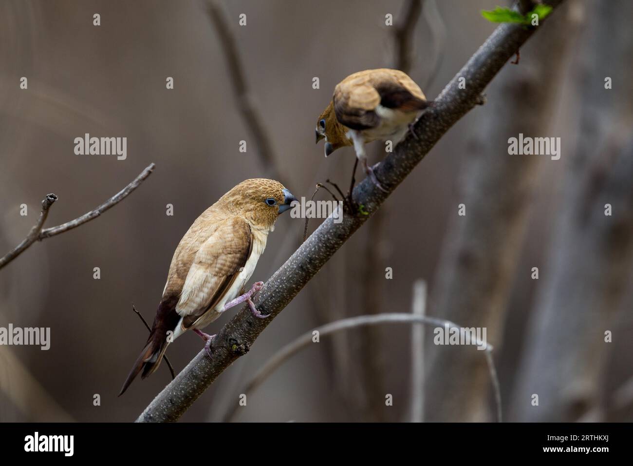 African silverbills (Euodice cantans) in a bush on Oahu, Hawaii, USA ...