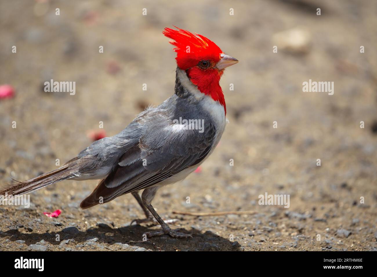 Red crested cardinal in hawaii hi-res stock photography and images - Alamy