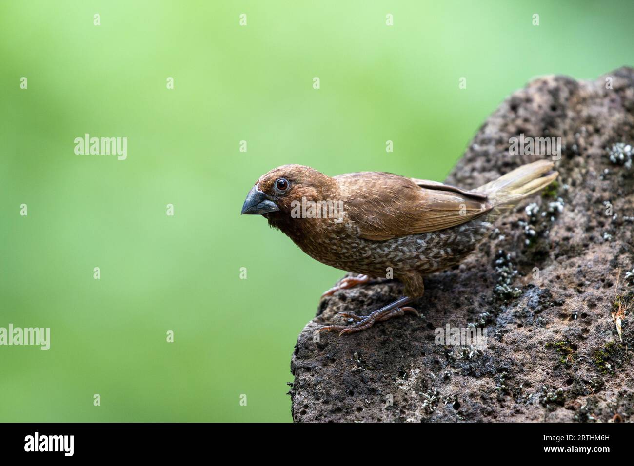 Scaly-breasted munia (Lonchura punctulata) in the Waimea Valley on Oahu ...