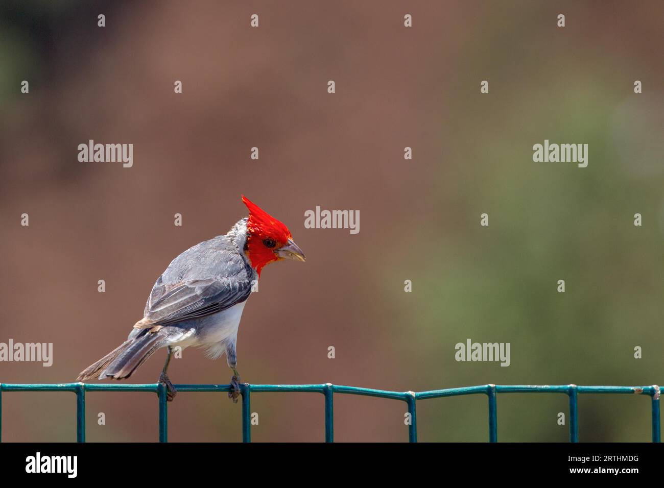 Red-crested cardinal (Paroaria coronata) sitting on a fence at Kilauea ...