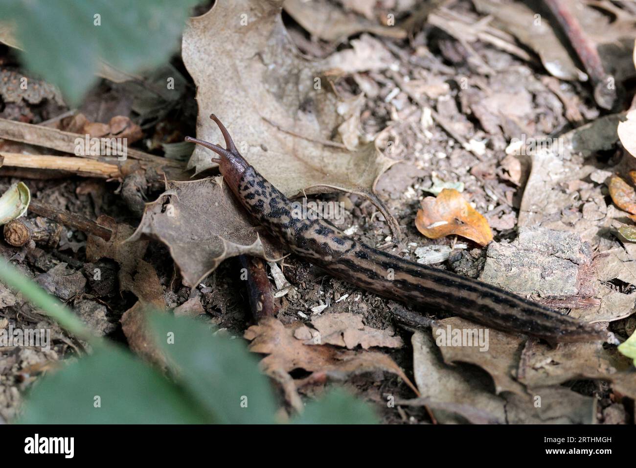 Well marked slug hi-res stock photography and images - Alamy