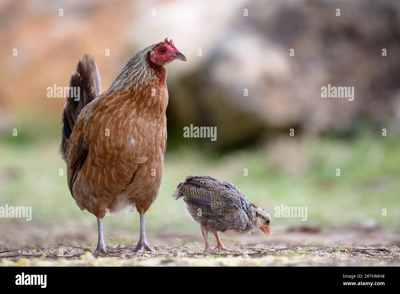 Feral hen with chicks on Kauai, Hawaii, USA Stock Photo - Alamy