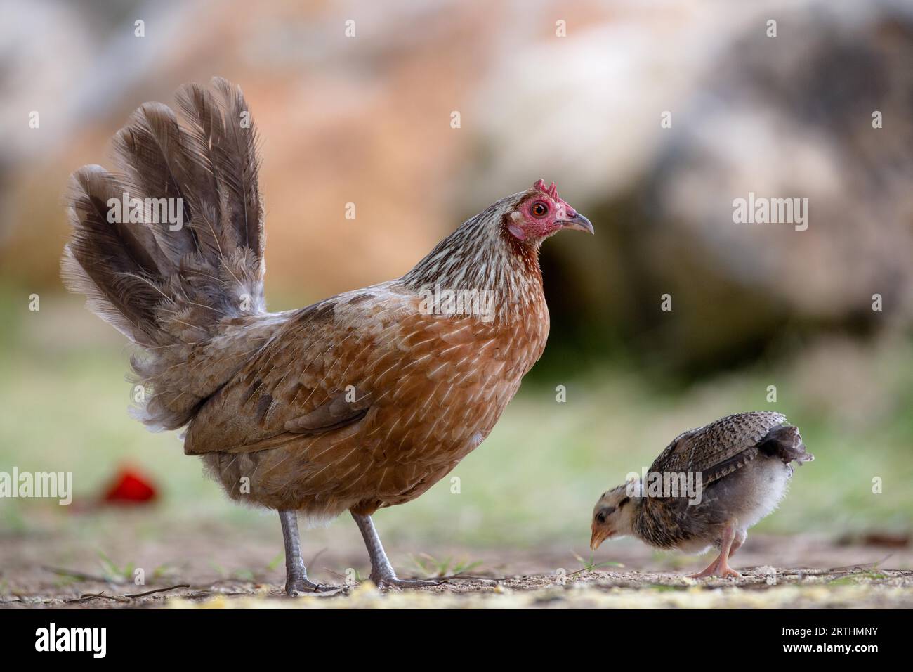 Feral hen with chicks on Kauai, Hawaii, USA Stock Photo - Alamy