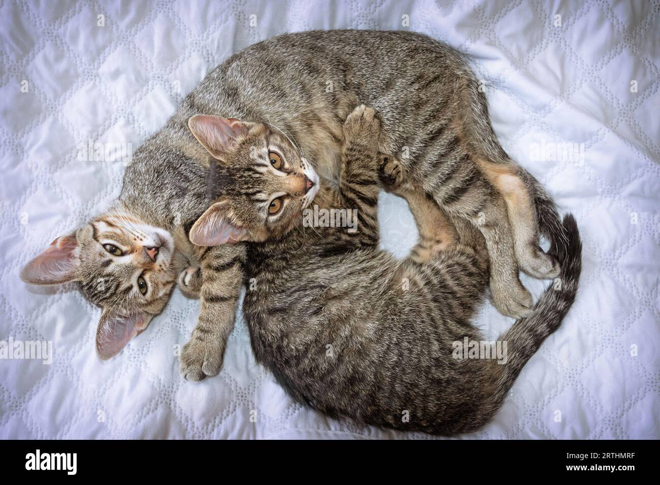 Tabby gray white kittens hi-res stock photography and images - Alamy