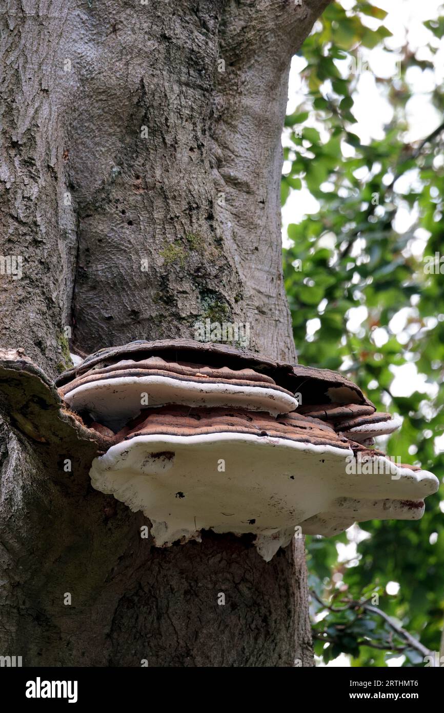 Shelf or bracket fungi growing on the sides of a tree, older harder and ...